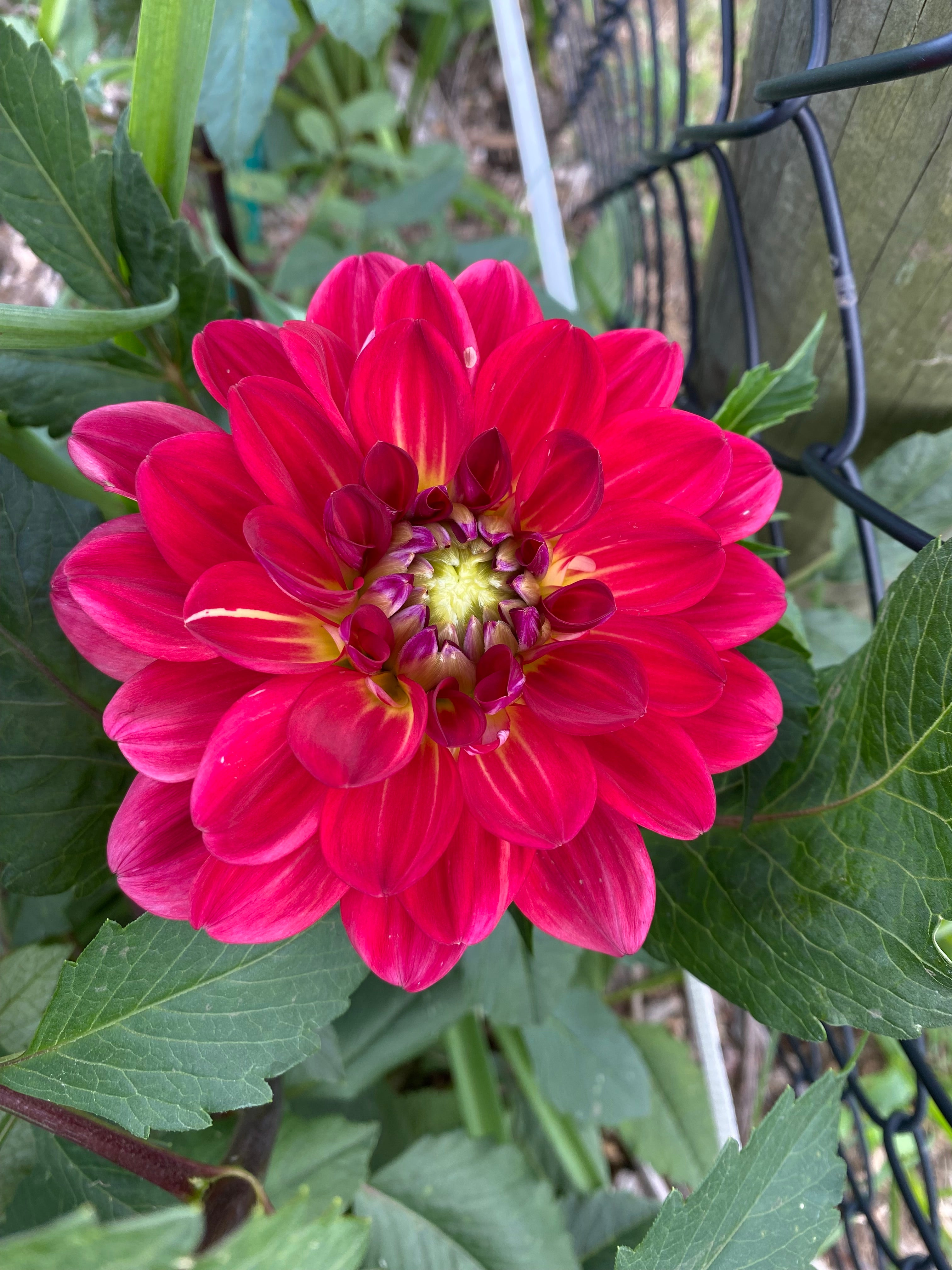 REIMORE RED WONDER | DAHLIAS and ROSES