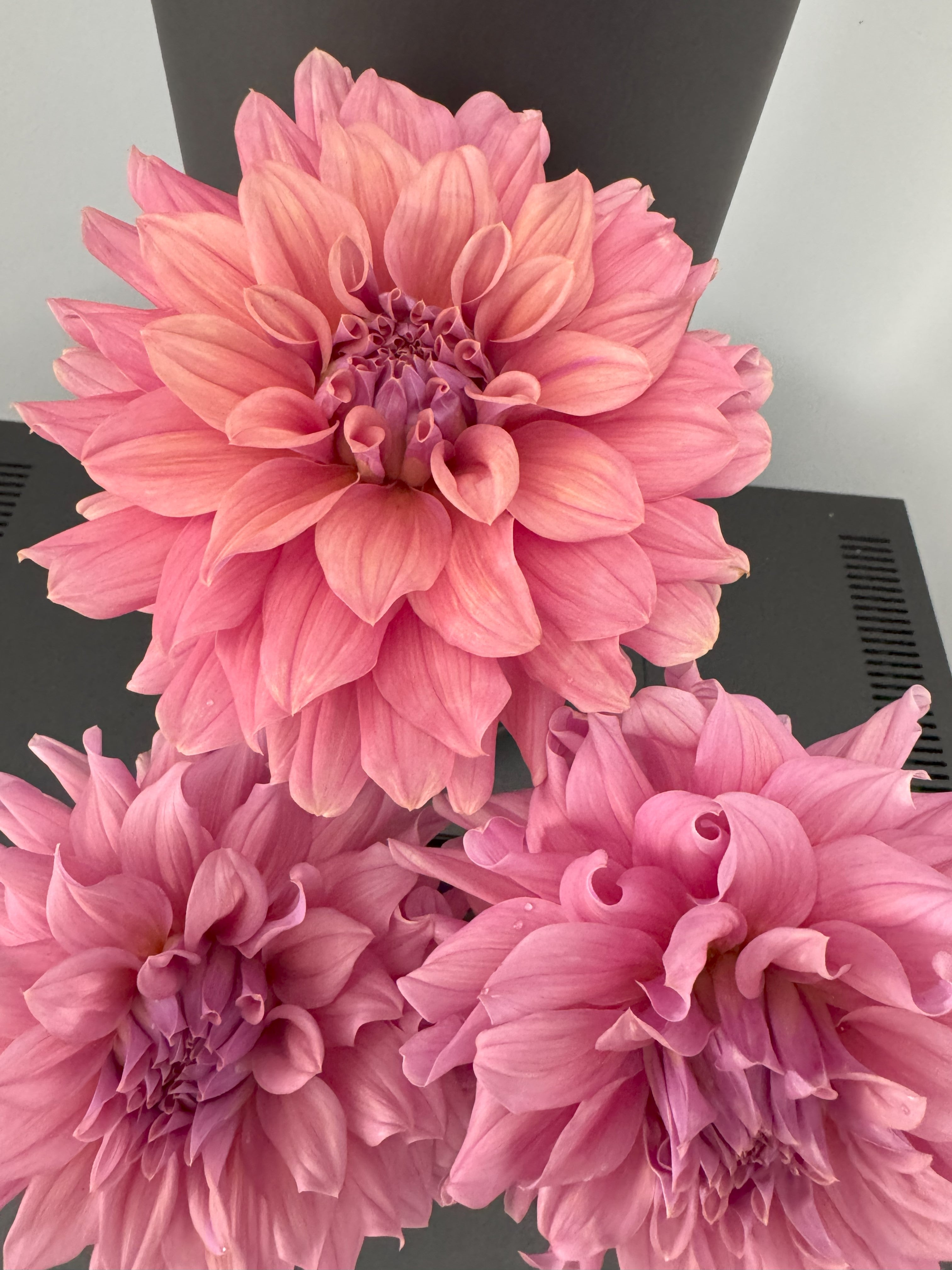 CARAMEL ROSE | DAHLIAS and ROSES