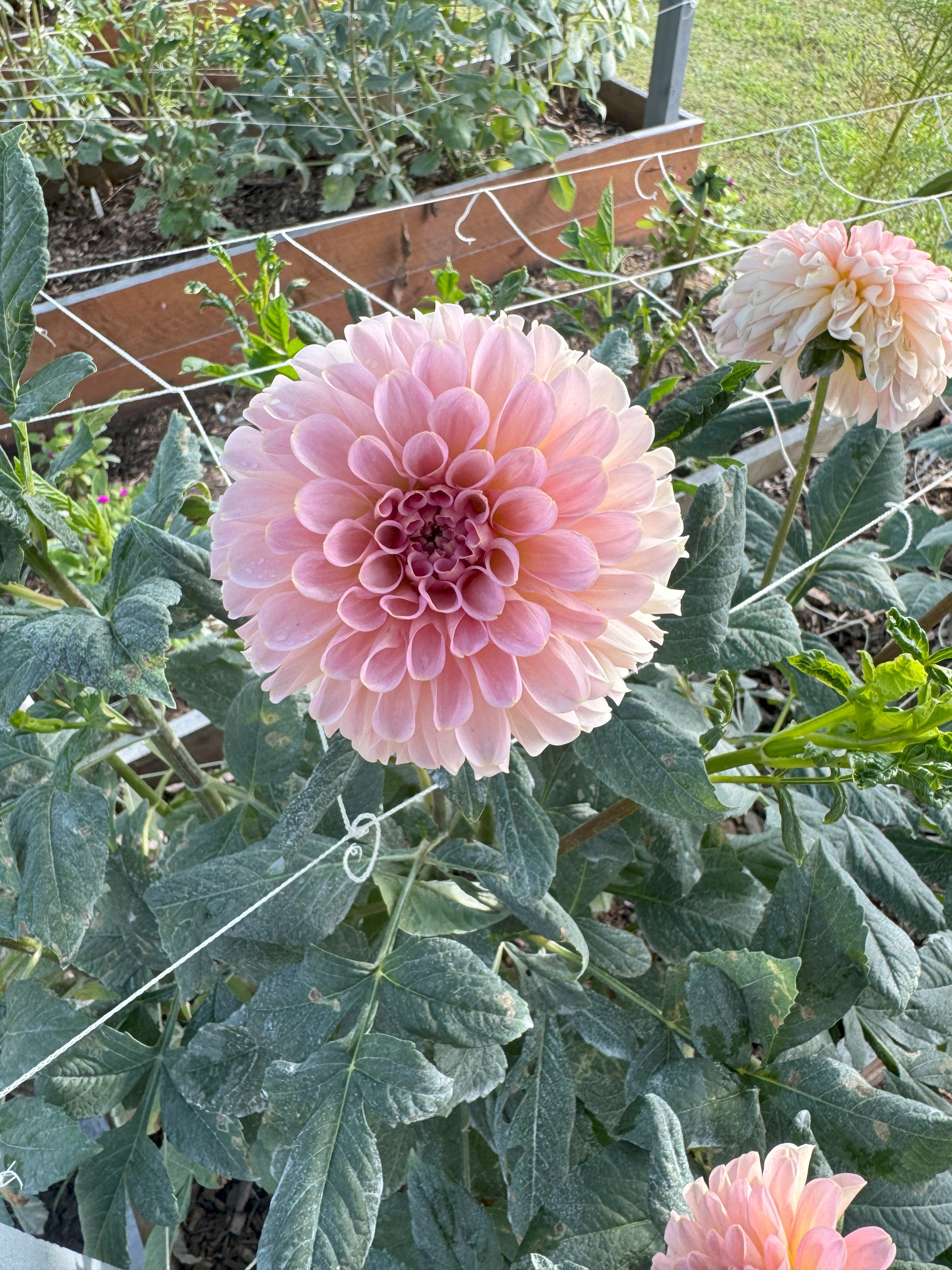 SALMON JOY | DAHLIAS and ROSES