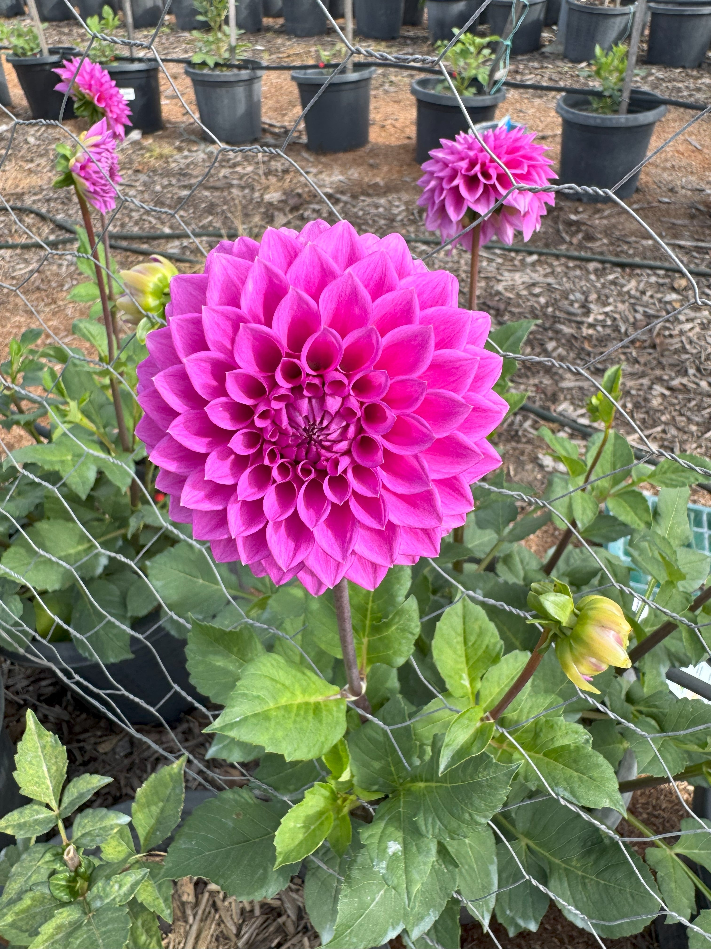 FORMBY PERFECTION | DAHLIAS and ROSES