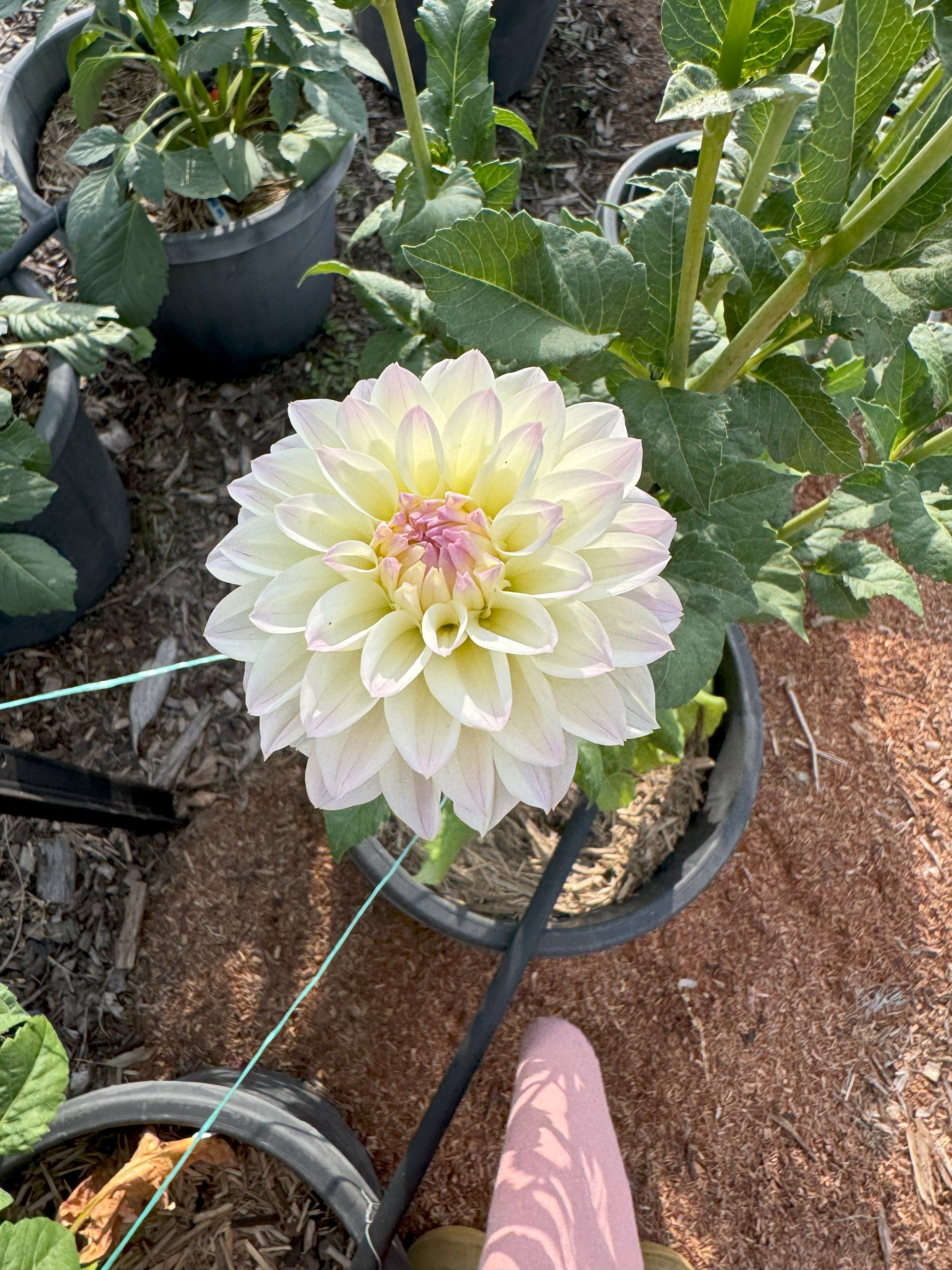 CLOE | DAHLIAS and ROSES