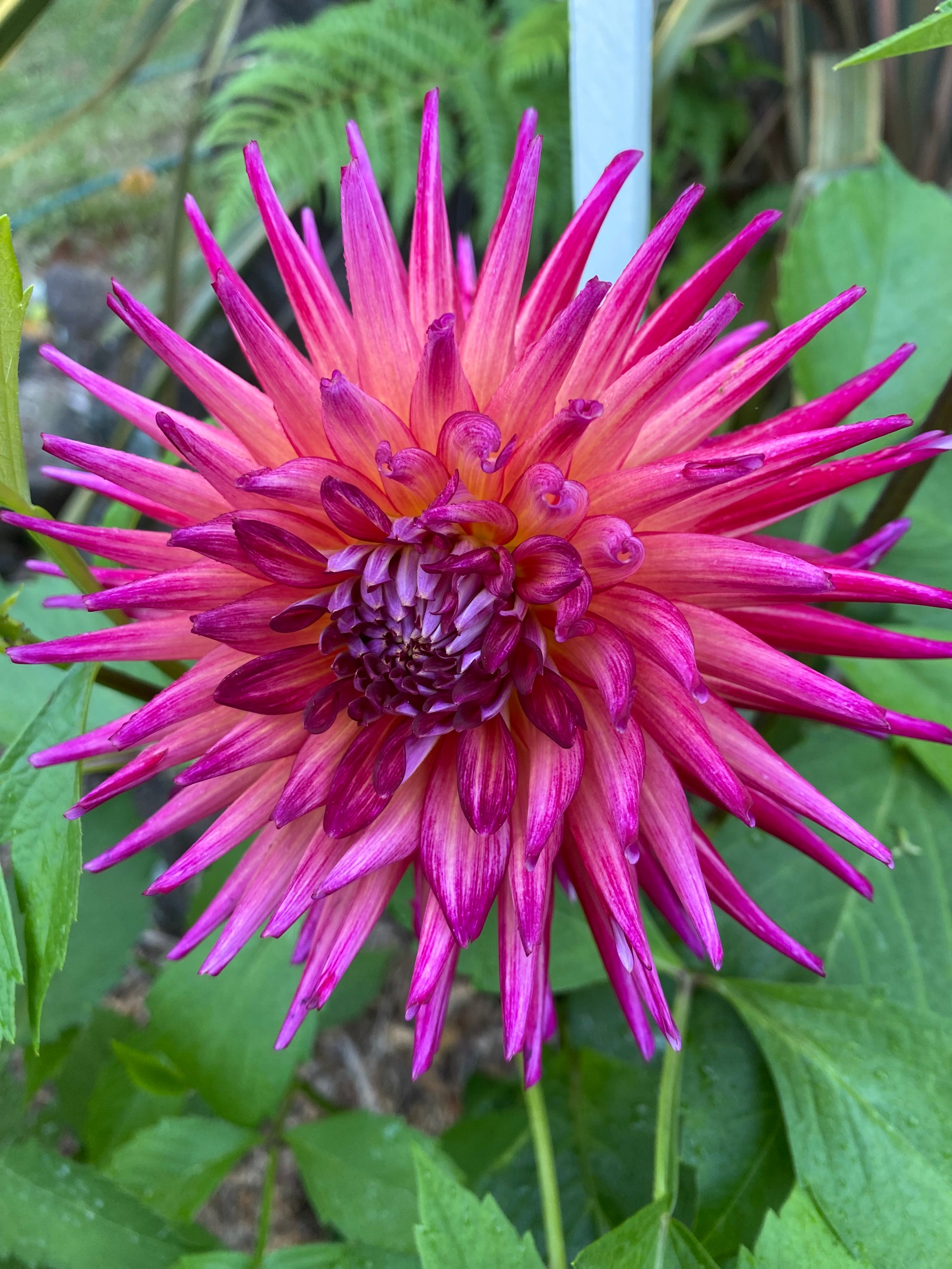 RAINBOW | Dahlias & Roses