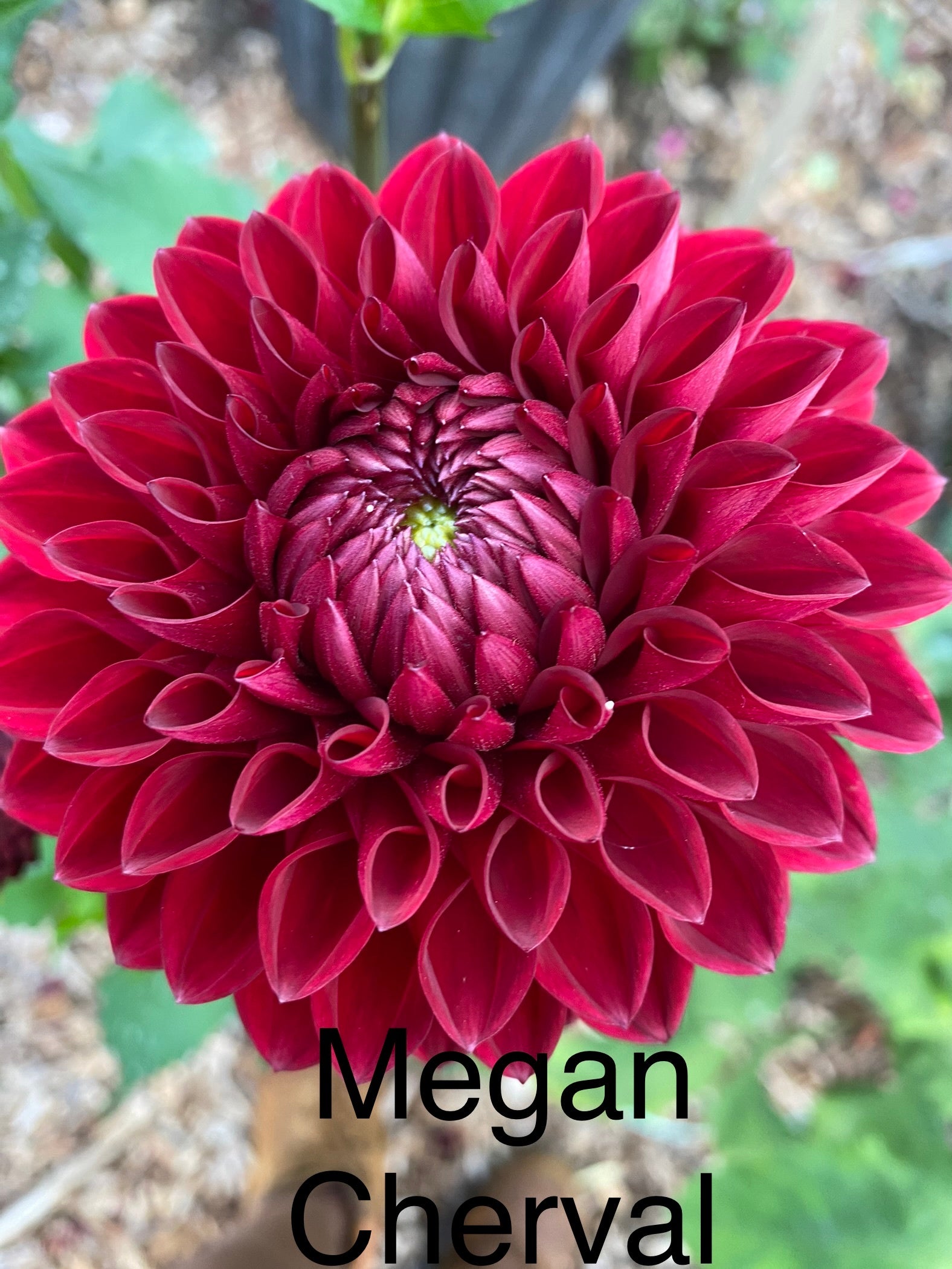 SHEVAL MEGAN | Dahlias & Roses