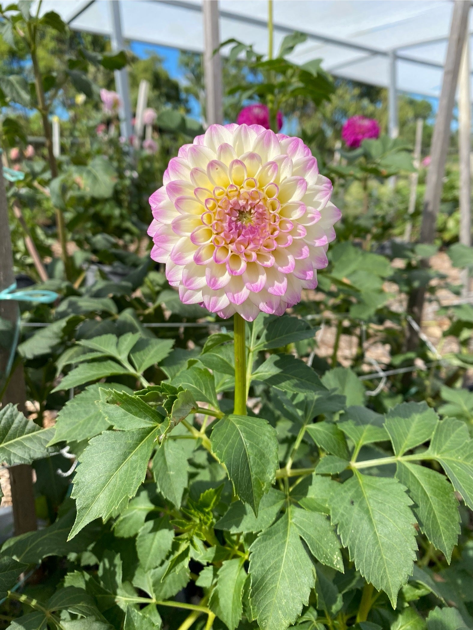 FORMBY ART | Dahlias & Roses