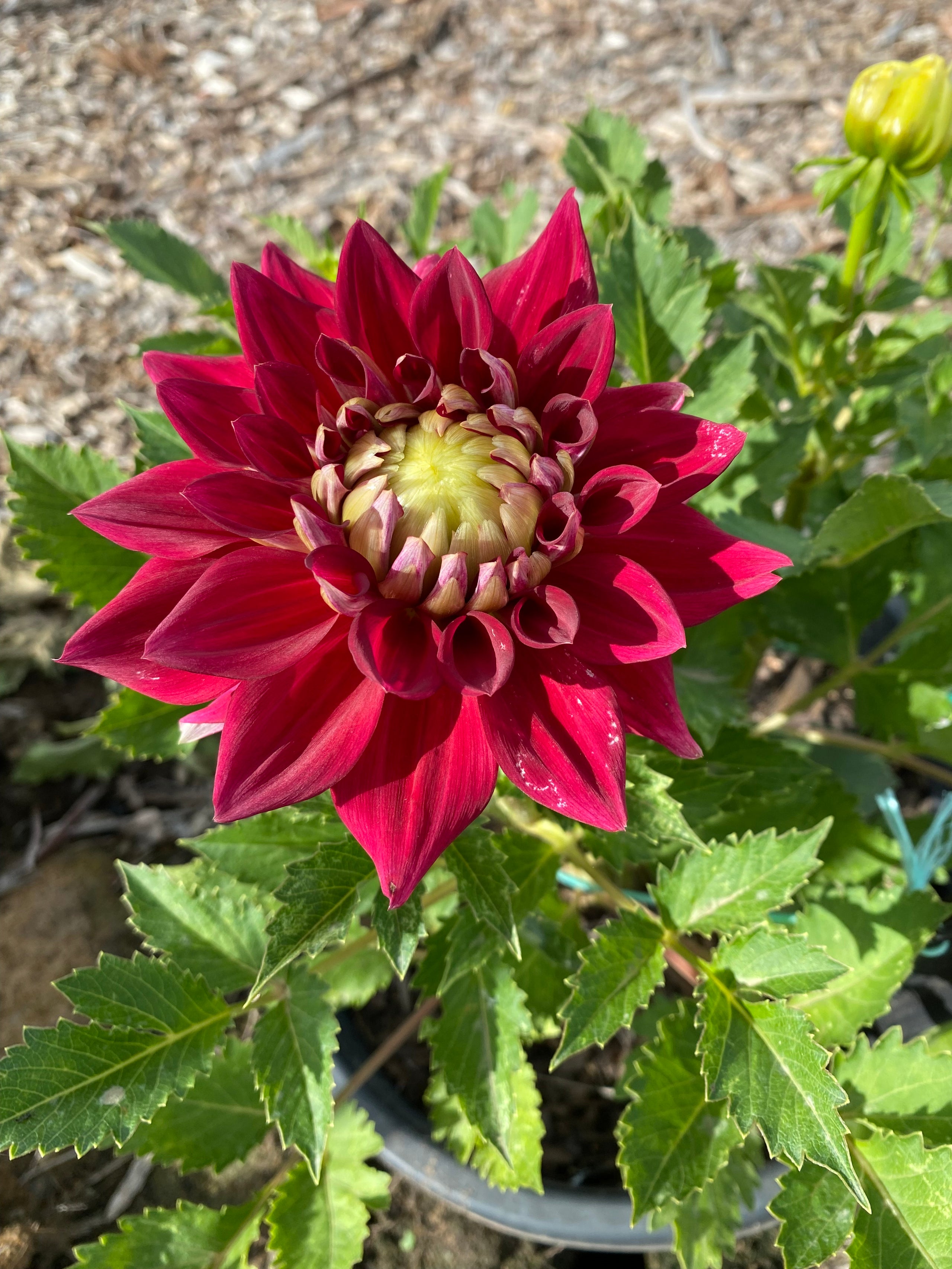 DEVON RADIANCE | Dahlias & Roses