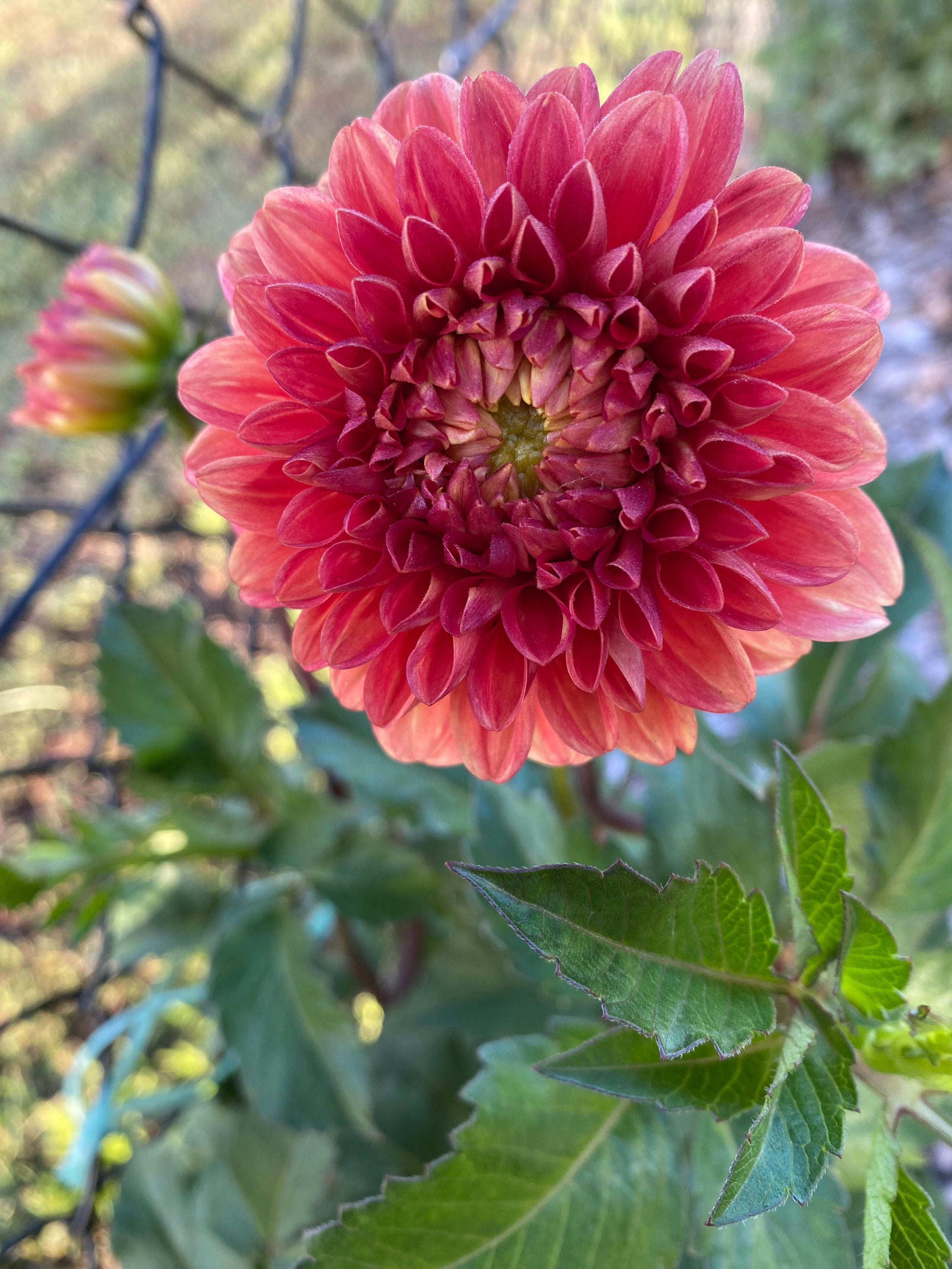 APRIL SUNBEAM | Dahlias & Roses