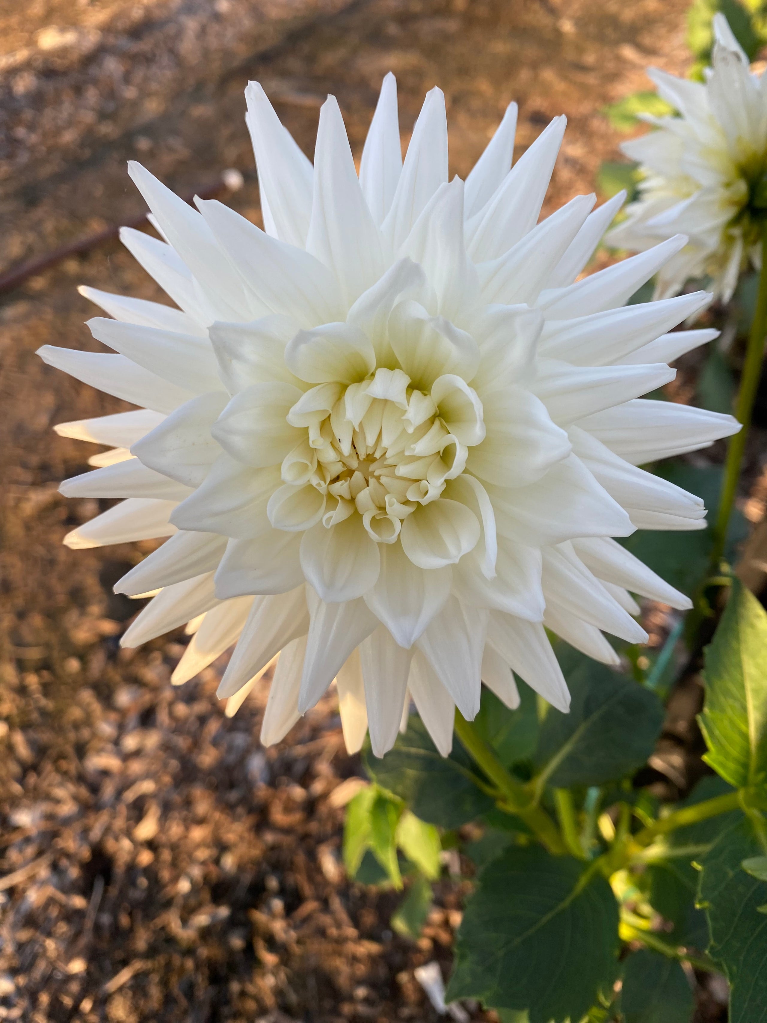 CLEARVIEW TAMMY | Dahlias & Roses