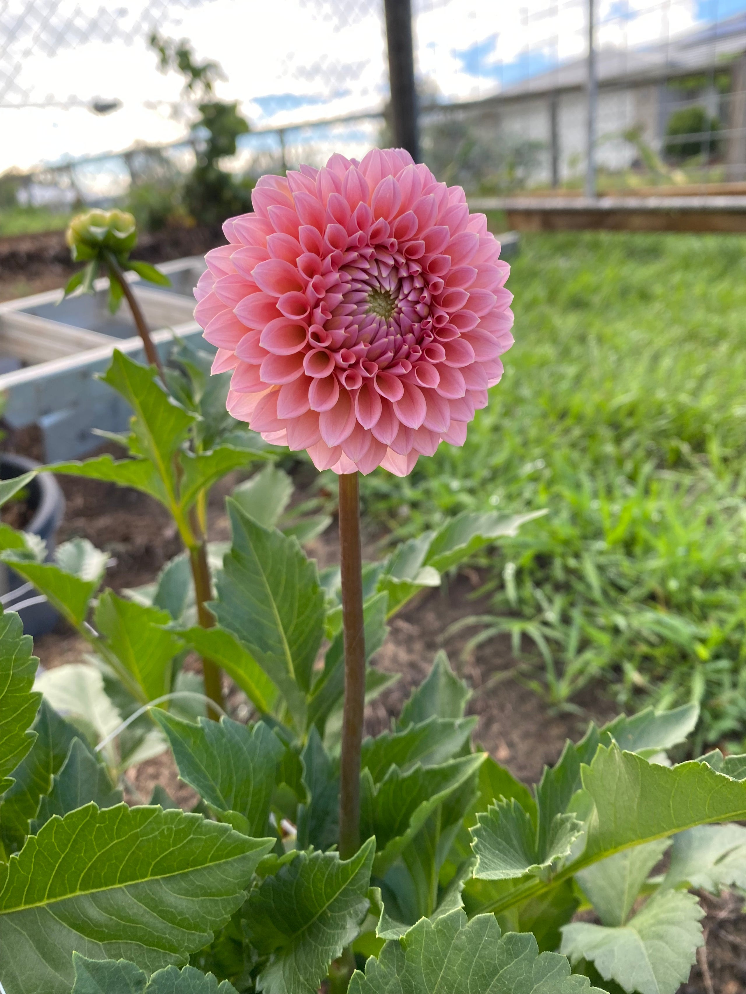 HILLIER TANUNDA | Dahlias & Roses