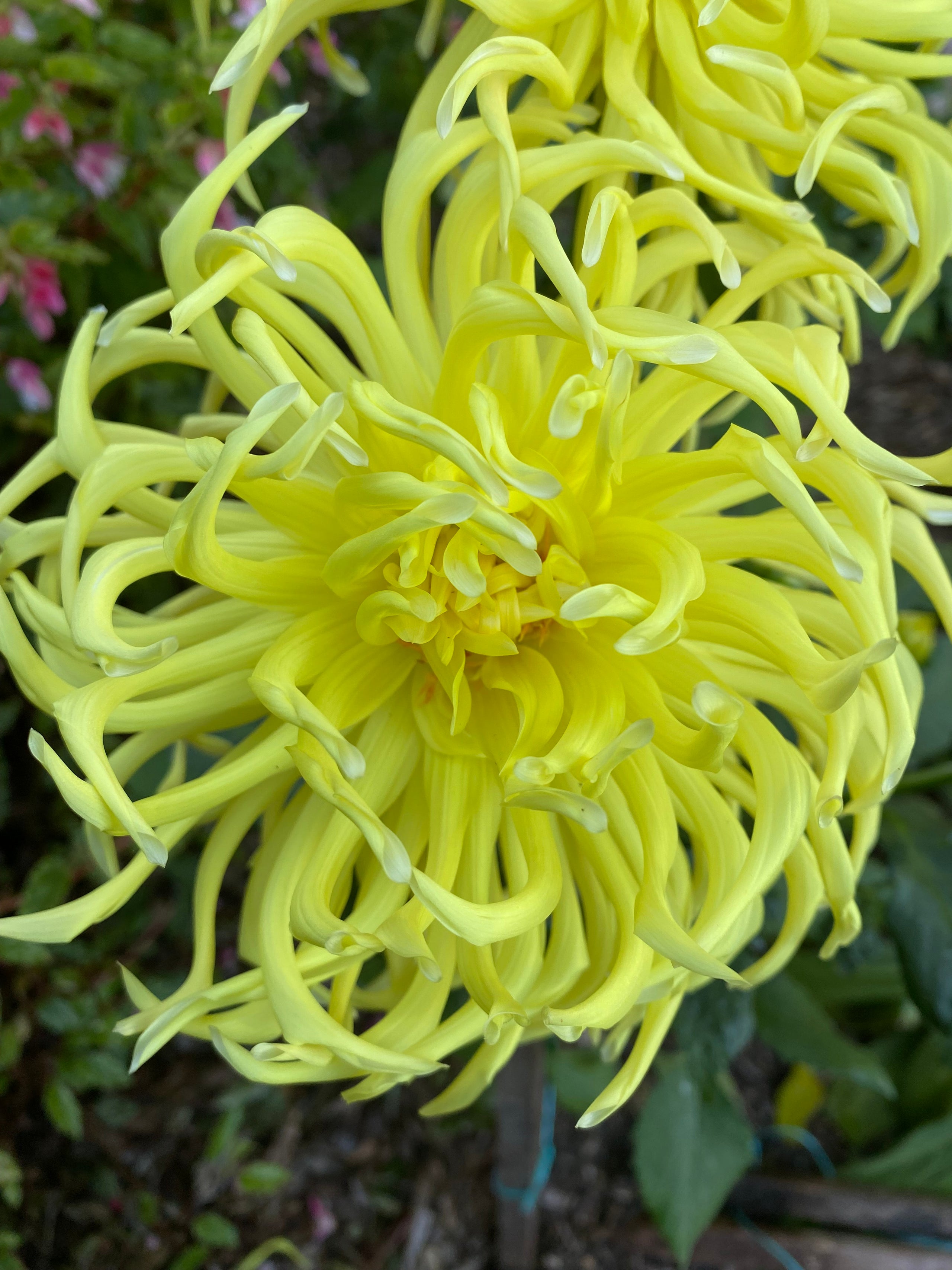 MAYARINE | Dahlias & Roses