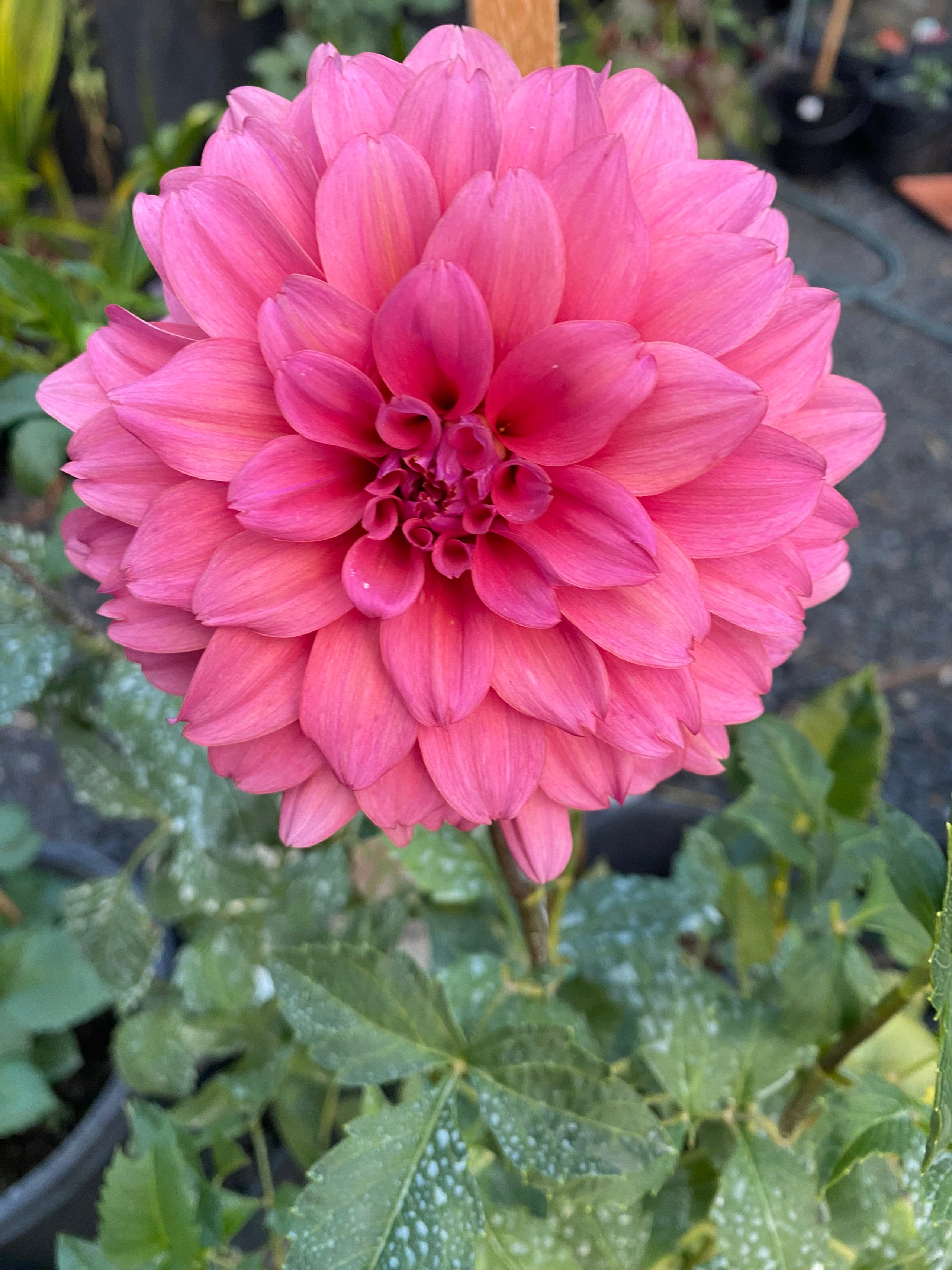 SUMMERTIME | Dahlias & Roses