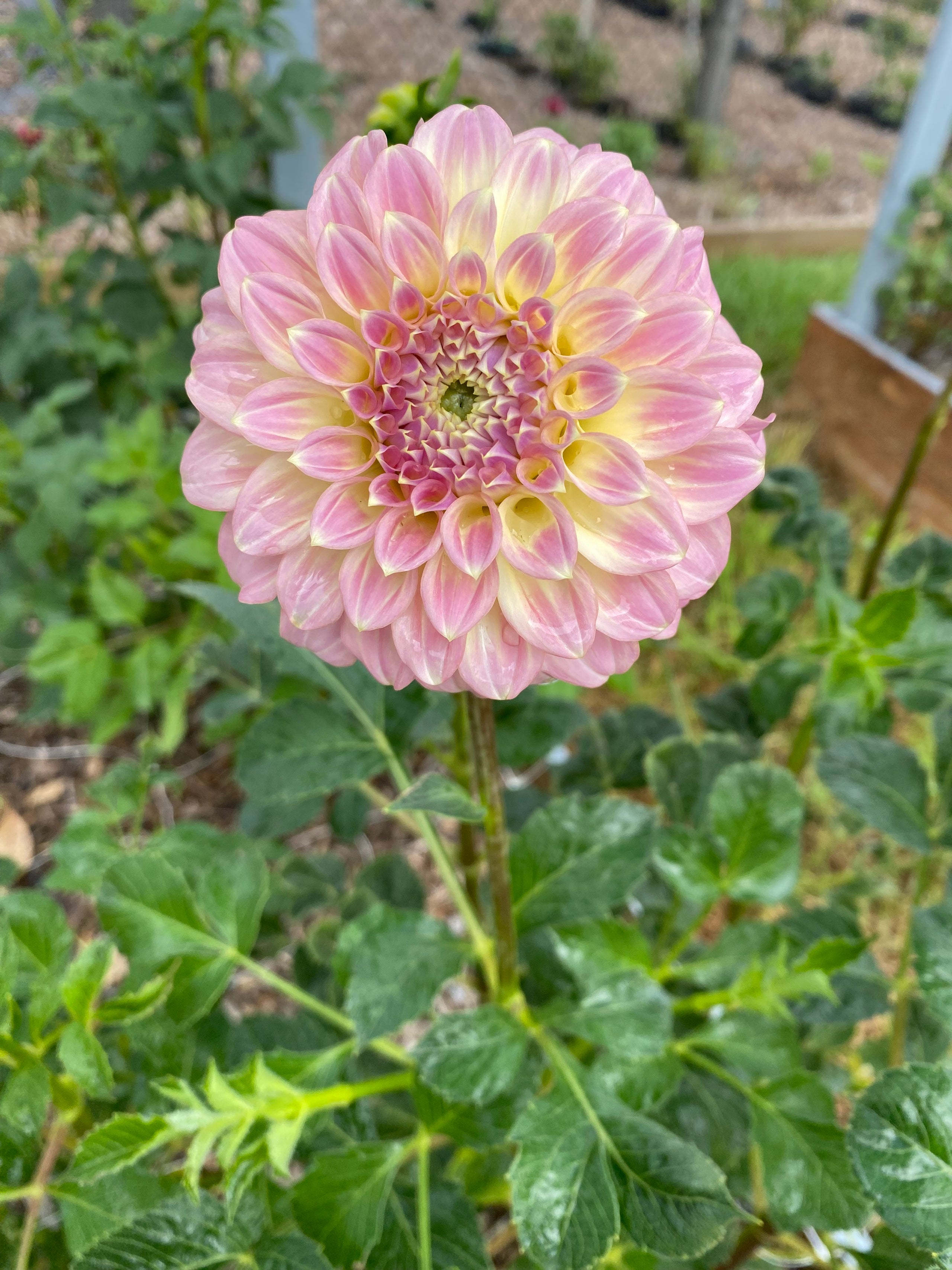 COORABEL ASTRID | Dahlias & Roses