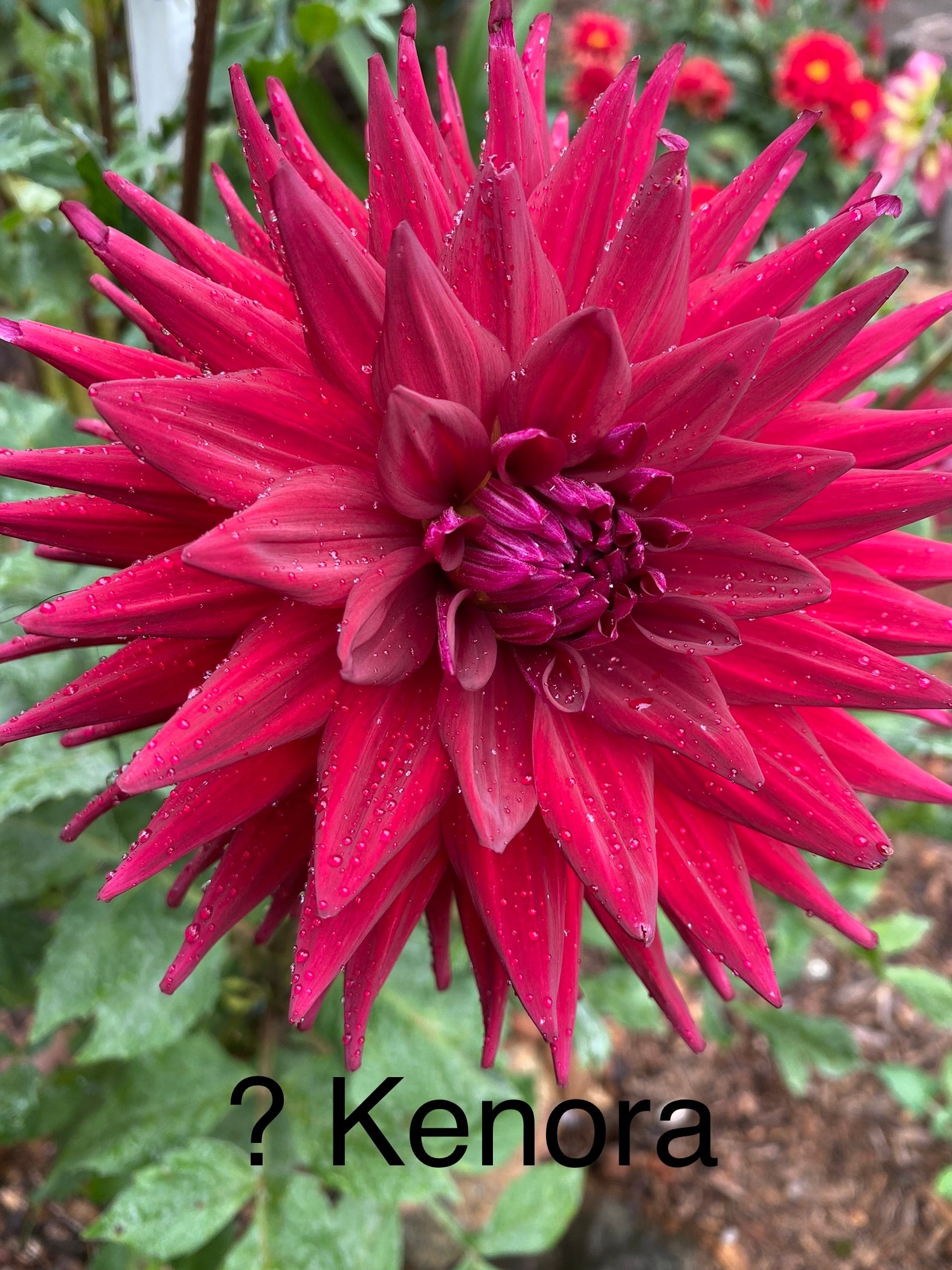 KENORA WILDFIRE | Dahlias & Roses