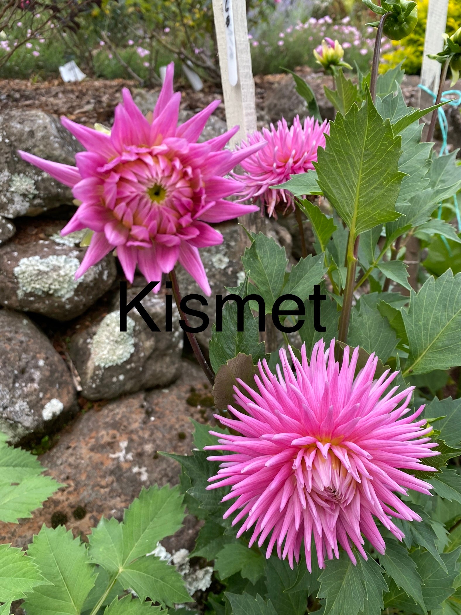 KISMET | Dahlias & Roses